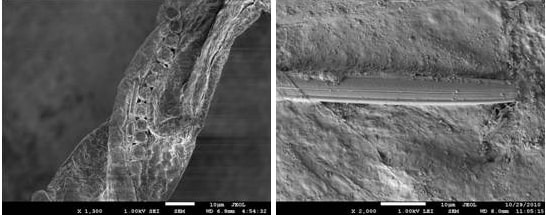 Scanning Electron Microscope Image Database